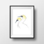 Alcatraz común / “12” « Feral