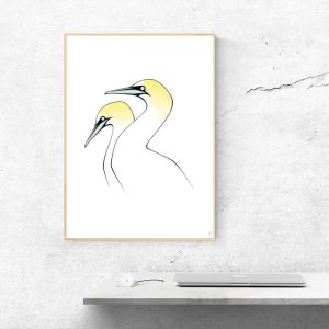 Alcatraz común / “12” « Feral